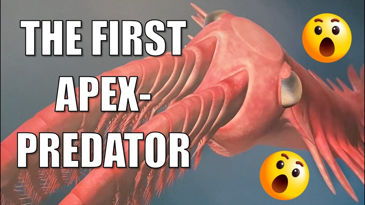 The First Apex Predator - Anomalocaris - YouTube