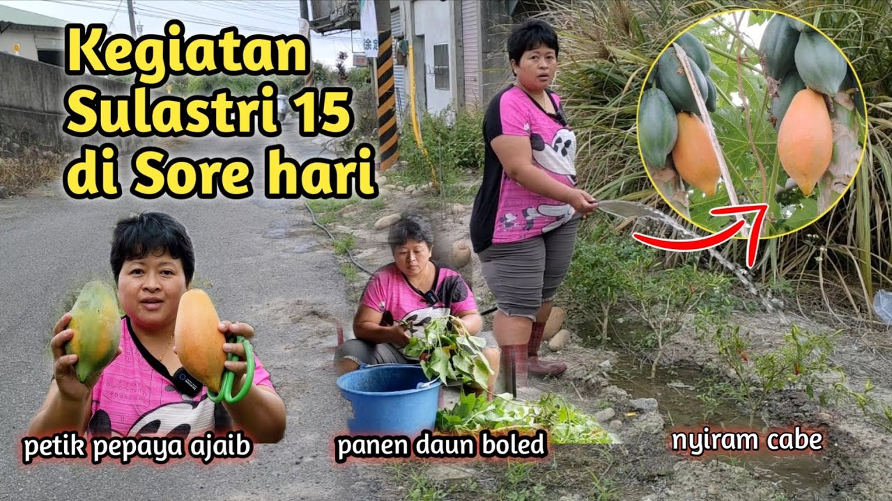 Kegiatan Sulastri 15 di Sore Hari ‼️ - YouTube