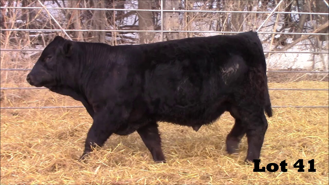Lot 41 YouTube lot-41-youtube