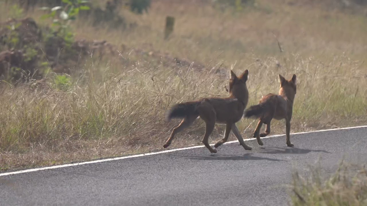 Tiger Bajrang chasing wild dogs tadoba - YouTube