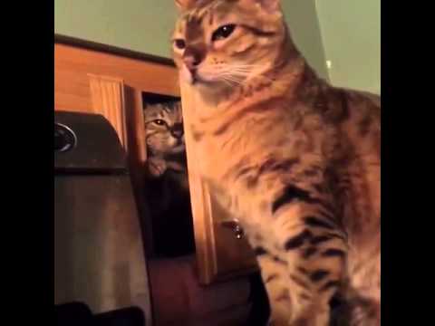 Cat Sneak Attack - Vine - YouTube