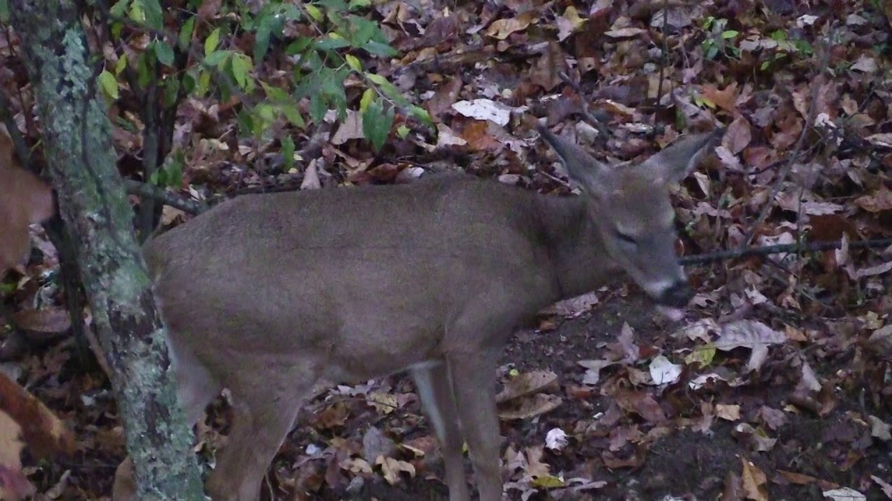 Button Buck Fight - YouTube