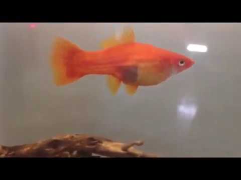 Pregnant swordtail - YouTube