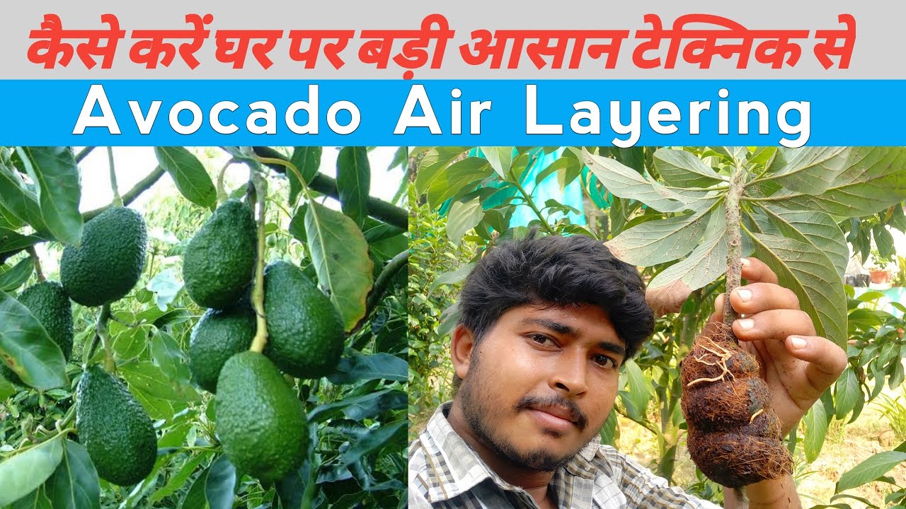 How to do Air-Layering on Avocado Plant successfully | Avocado ...