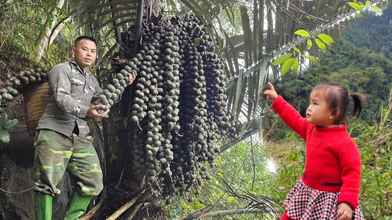 Harvesting forest fruits, peeling process taking the sseeds of buffalo ...