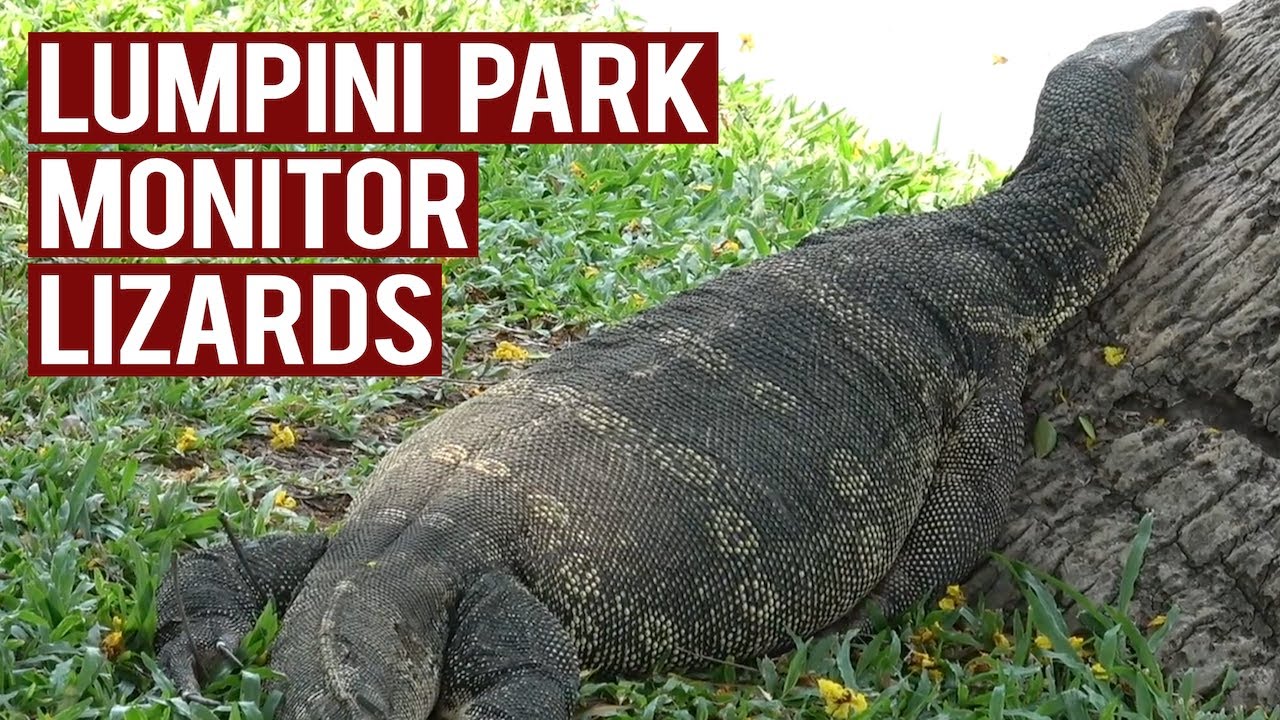 Monitor Lizards Chill In Lumpini Park - YouTube