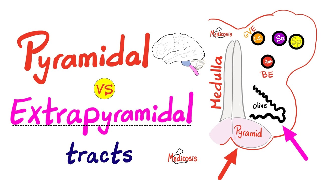 Pyramidal Tract vs Extrapyramidal tract - Upper Motor Neuron - Neuro ...