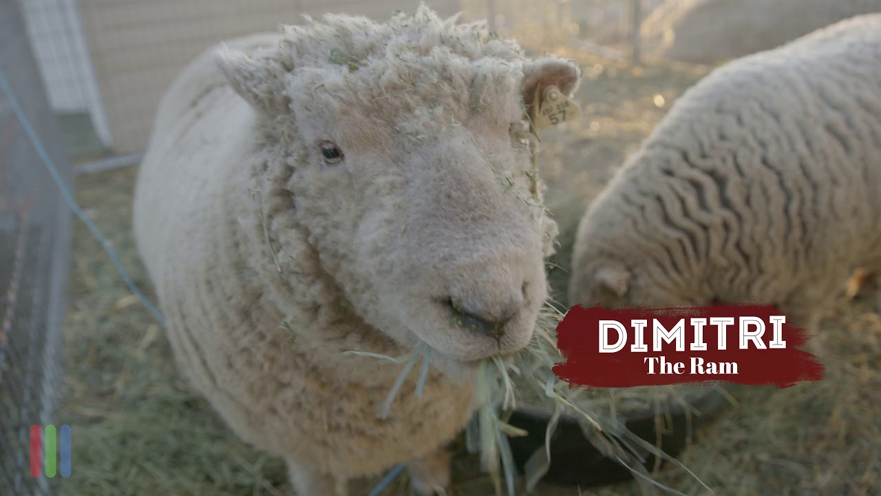 ADORABLE Newborn Baby Lamb Feeding! - YouTube