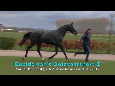 Cupido van't Ooievaarsnest Z (Cornet Obolensky x Nabab de Reve)