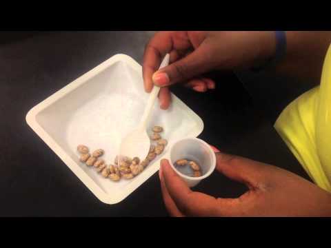 Bird Beak Lab (Spoon) - YouTube