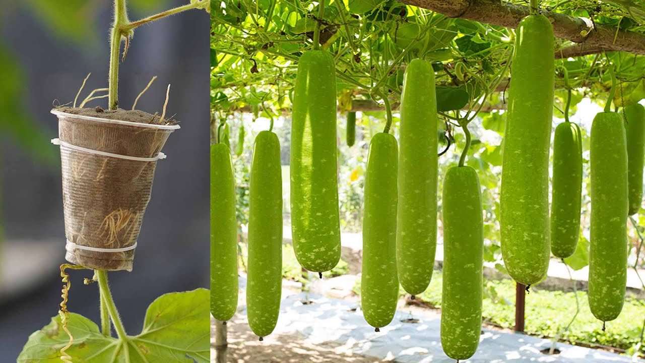 Super Fast Growing Gourd Saves Cost And High Yield - YouTube
