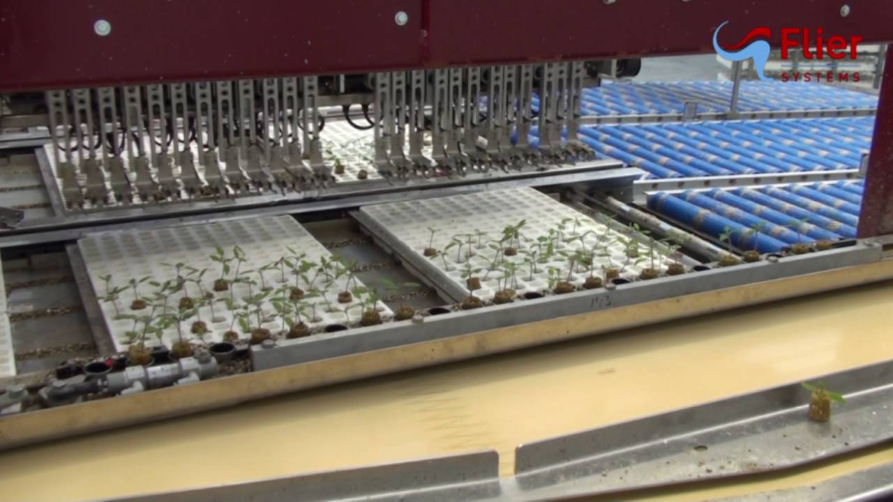 Young plants grading line - Brabant Plant - YouTube
