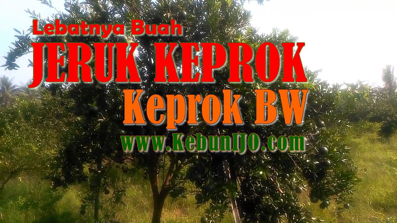 JERUK BW - Mengagumkan Lebatnya Buah Jeruk Keprok BW - YouTube