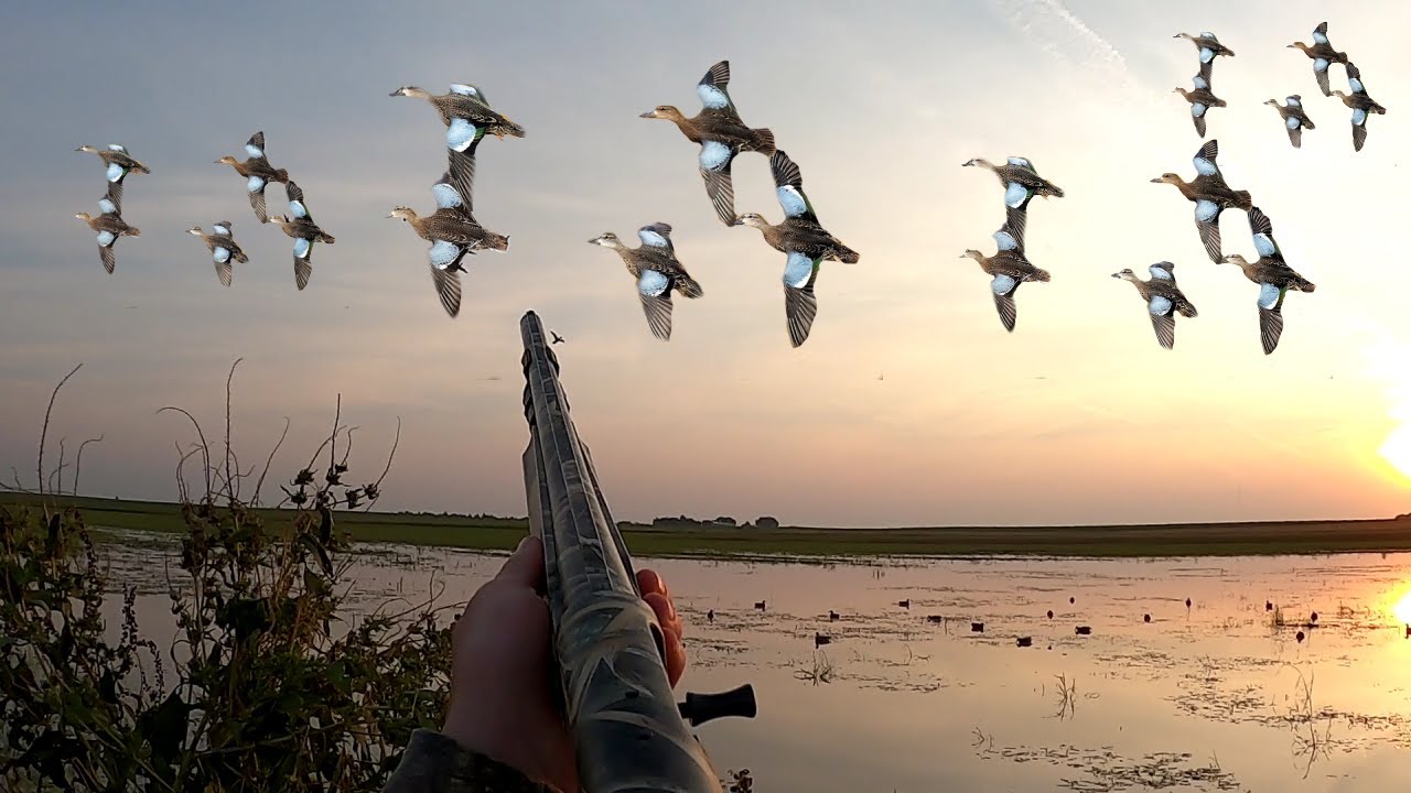 Duck Hunting - Teamwork leads to SUCCESS (Public Land Early Teal ...