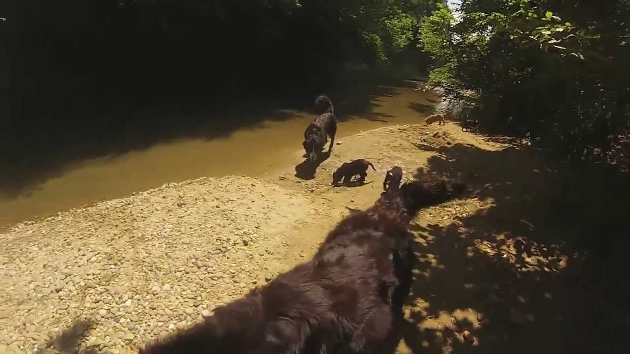 Labernois (labrador x bouvier bernois) 2 mois - YouTube