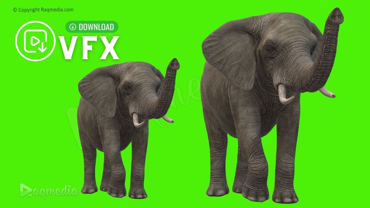 Real Elephant Green Screen For Video Editing Projects 🐘 - YouTube