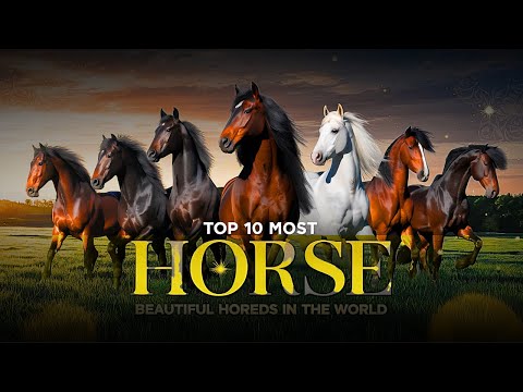 10 MOST BEAUTIFUL HORSE BREEDS IN THE WORLD | Top 5ology