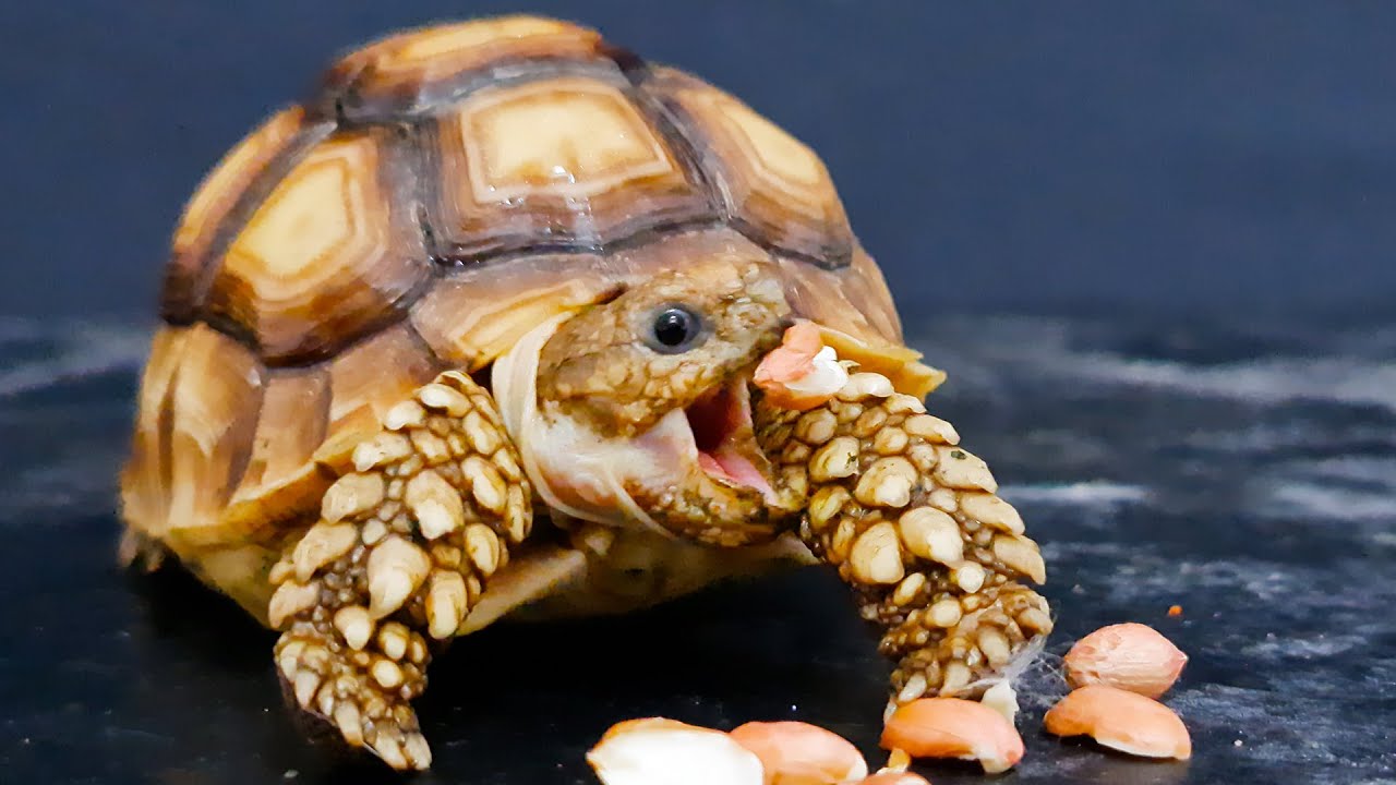 Cute Turtle eating so lovely ASMR - YouTube