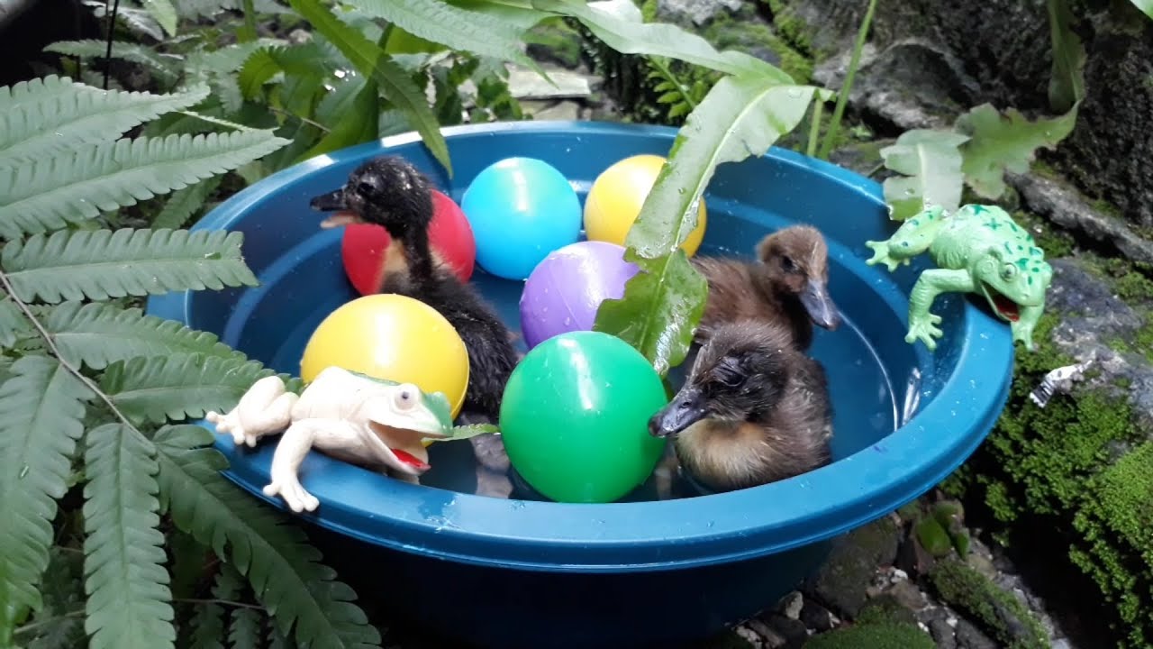 hewan lucu bebek katak ular - YouTube