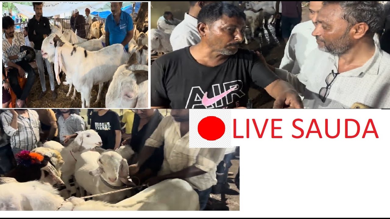 Deonar Day 8 live sauda - YouTube