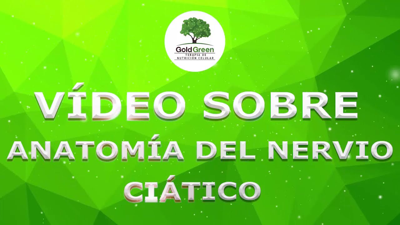 ANATOMÍA DEL NERVIO CIÁTICO - YouTube