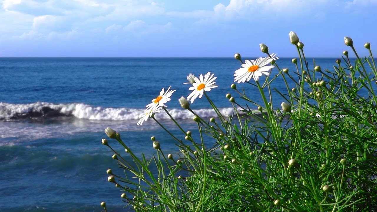 Ocean Calm Waves Wind Daisy Ambience Beautiful Day Half Hour Sleeping ...