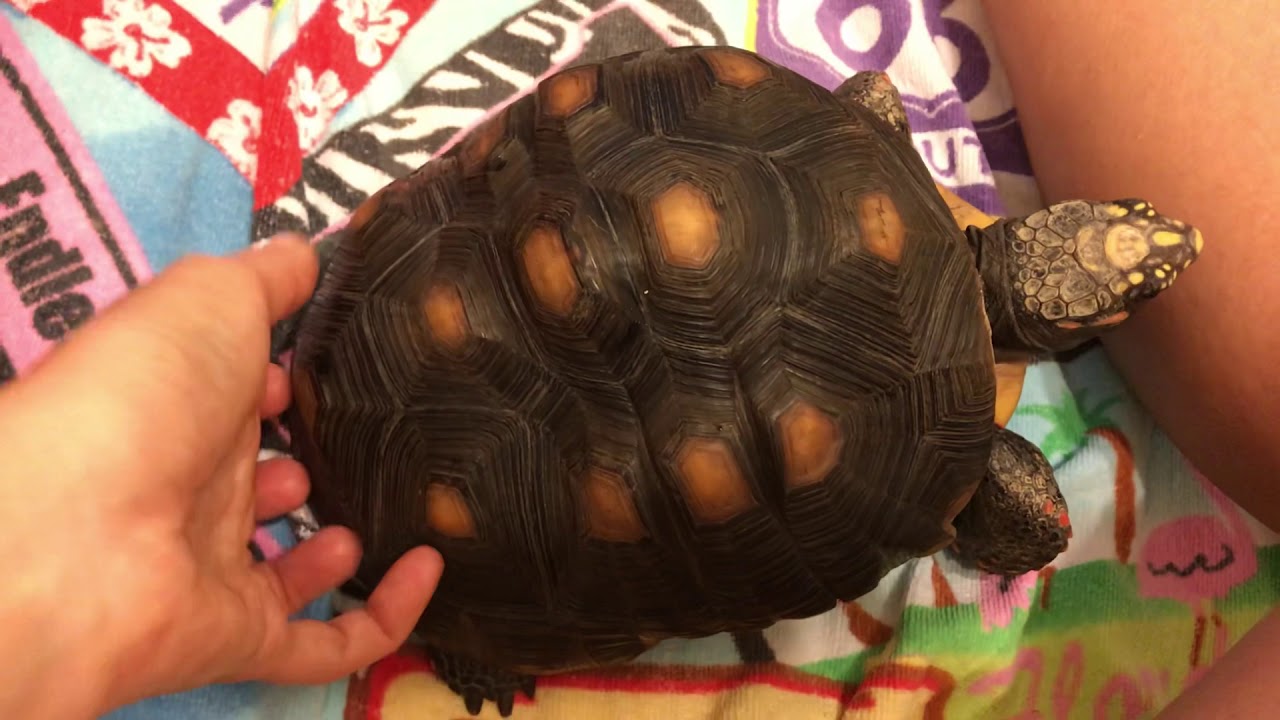 Redfoot tortoise gets shell scratches - YouTube