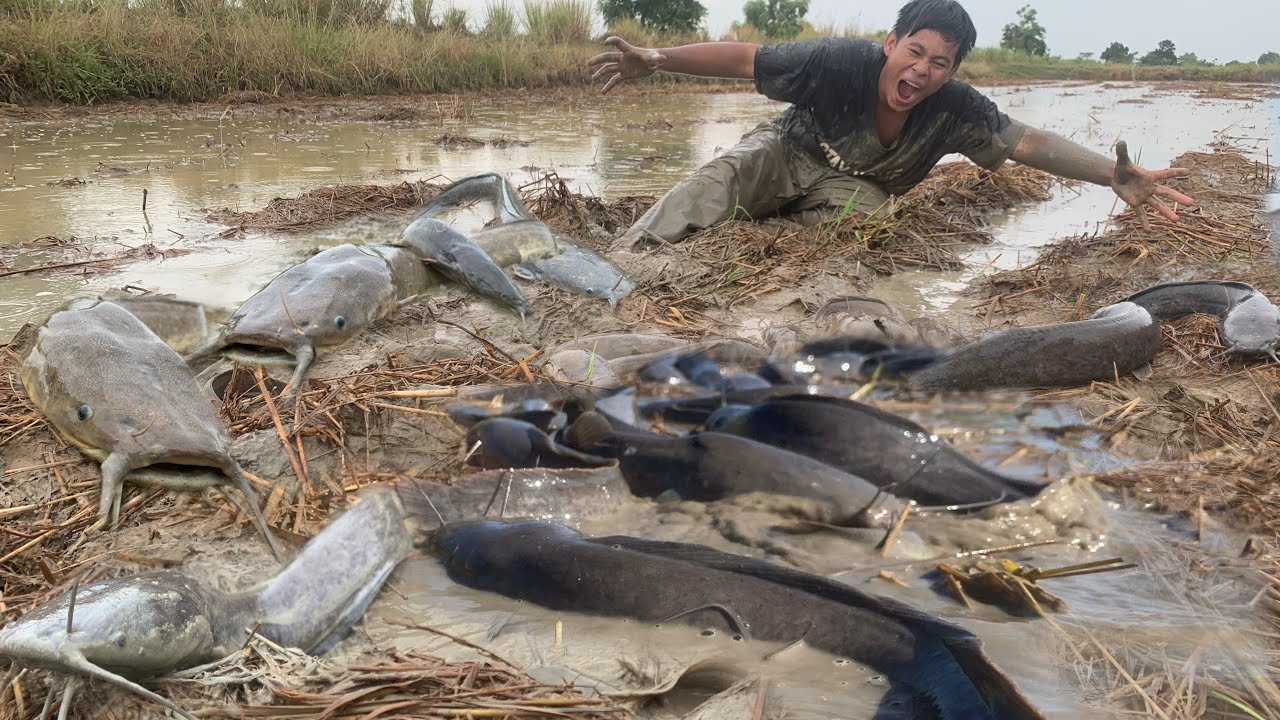 OMG”AMAZING’ fishermen catch catfish by hand in rice fields - YouTube