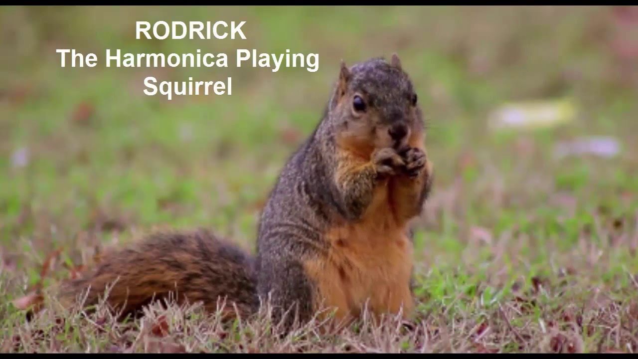 Funny Harmonica playing squirrel - YouTube