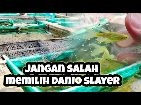 Cara memilih ikan danio slayer yang bagus - YouTube