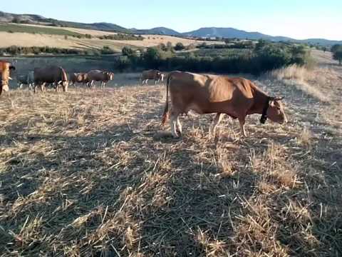 ΑΓΕΛΑΔΕΣ ΕΛΕΥΘΕΡΑΣ ΒΟΣΚΗΣ,ΝΟΜΟΣ ΡΟΔΟΠΗΣ, ΒΟΣΚΟΤΟΠΟΣ ΚΡΩΒΥΛΗΣ - YouTube