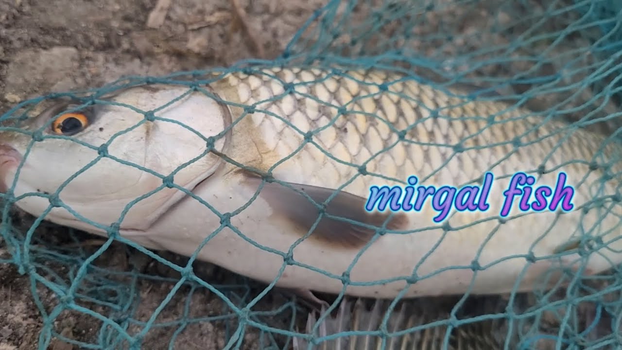 mirgal fish catching |river fishing | tilapia fishing video - YouTube