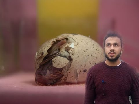 YUMURTADAN KÖTÜ ÇIKIŞIN SEBEPLERİ VE KULUÇKA SORUNLARI!!!