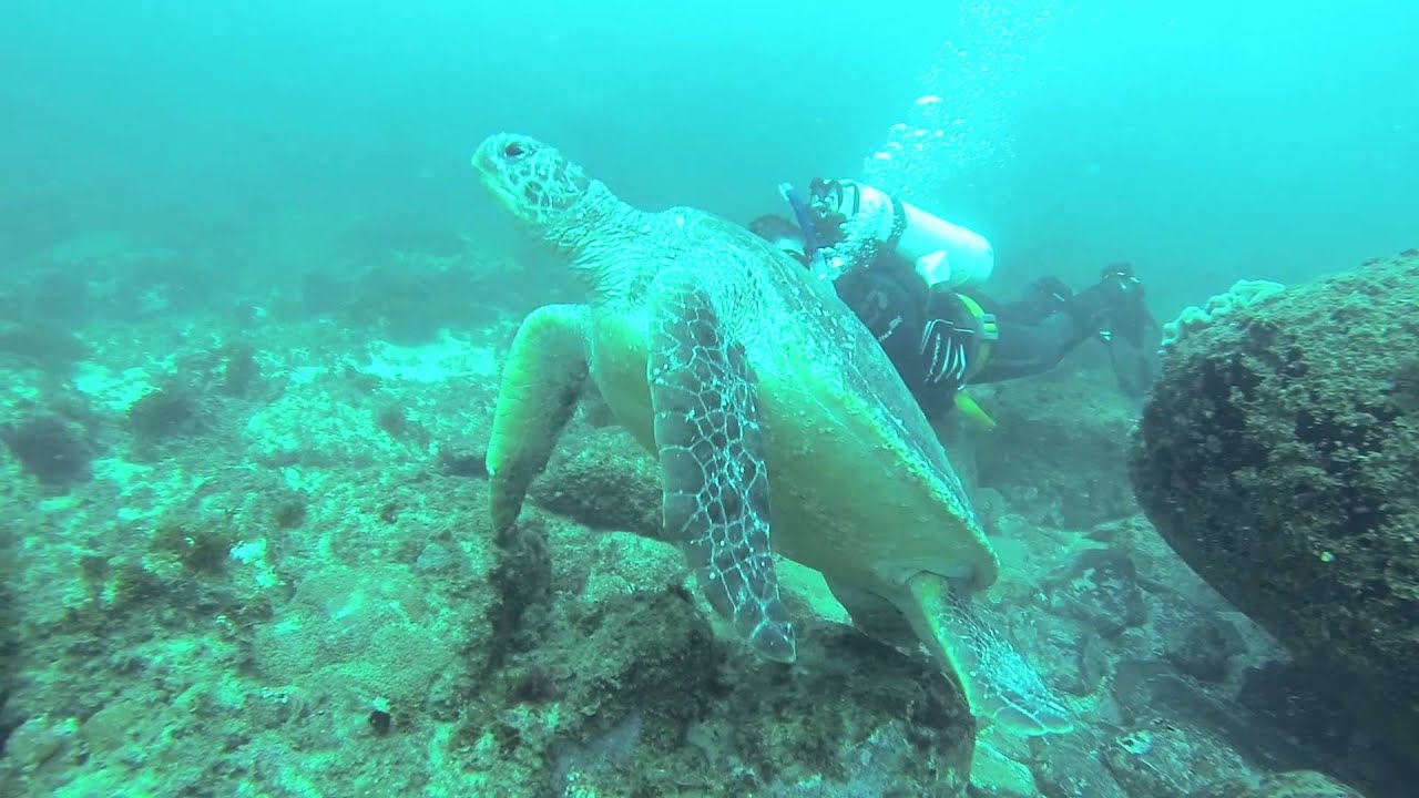 Scuba Dive - Nine Mile Reef & Cook Island: Australia - YouTube