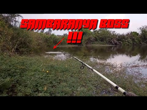 MANCING AMBYAR COBA MANCING PAKAI CARA INI PASTI CEPAT STRIKE