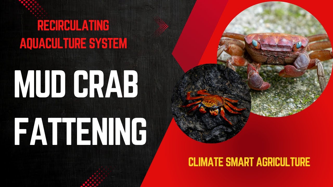 Recirculating Aquaculture System (RAS) Mud Crab Fattening: Technology ...