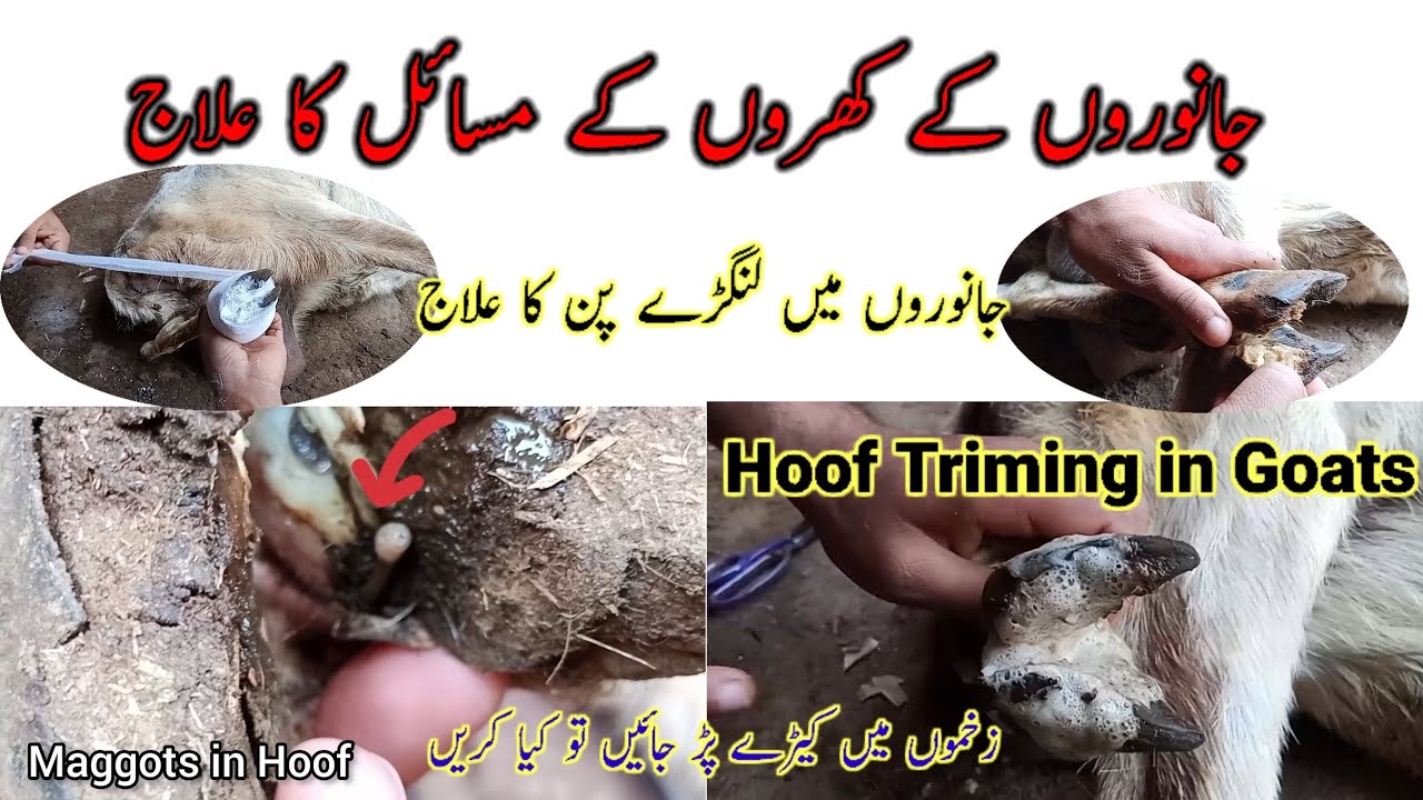 lameness in goat's | Hoof infection | Hoof trimming in Animals |Maggots ...