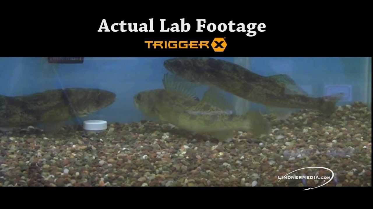 The Science of Trigger X from the lab with Jason Halfen - YouTube