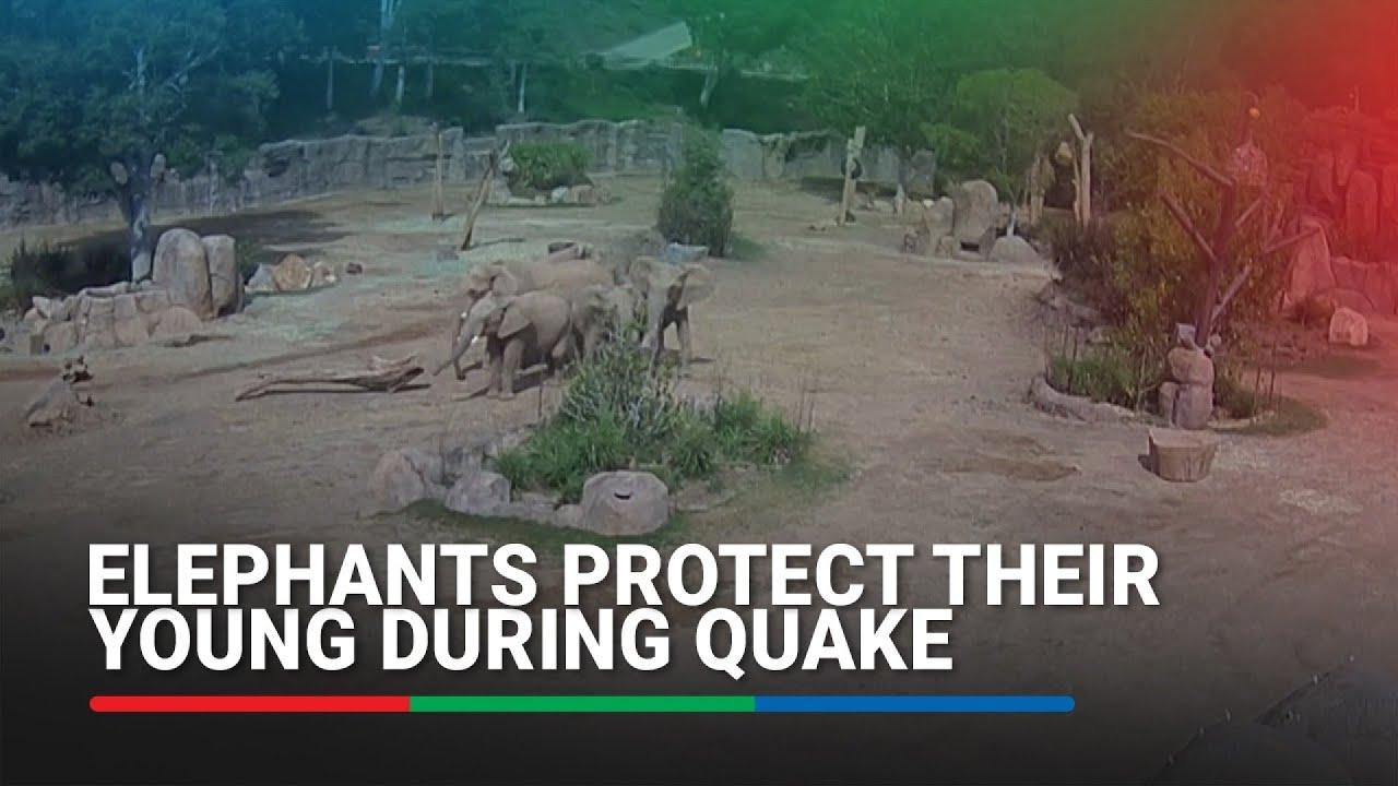 Elephants protect their young during M5.2 quake in S. California | ABS ...