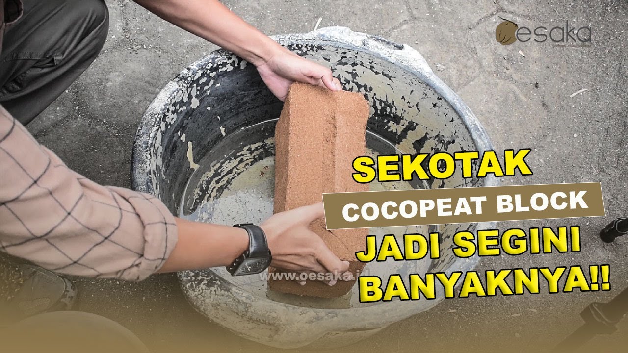 UNBOXING COCOPEAT BLOCK DAN TUTORIAL PENGEMBANGANNYA - YouTube