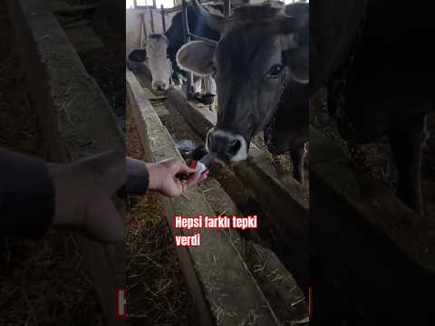 İNEKLER VE ÇİKOLATALI GOFRET 🤣 DENEME YAPILDI. #hayvanlar #inek #çikolata  #funnyvideo #köy #bull