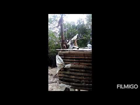 Kalapati...bilokaw.loft.... - YouTube