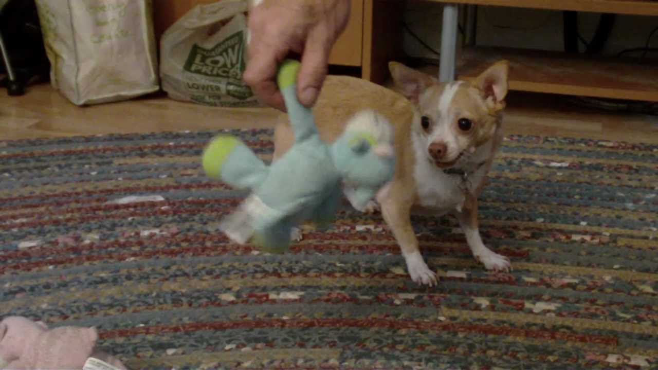 Miss Poppy loves playtime! - YouTube