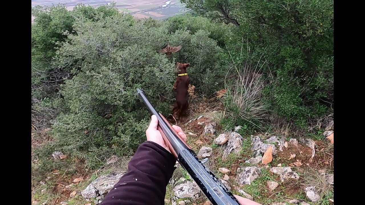 CACCIA ALLA BECCACCIA SETTER IRLANDESE! IRISH SETTER HUNTING WOODCOCK ...