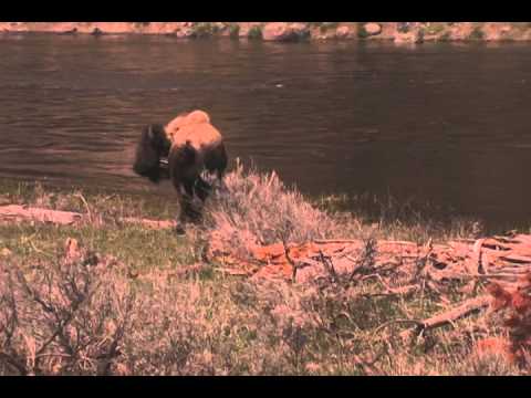 Born in a Buffalo Haze