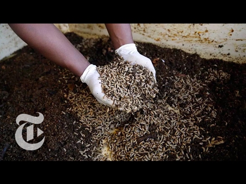 Maggot Mystery | ScienceTake | The New York Times