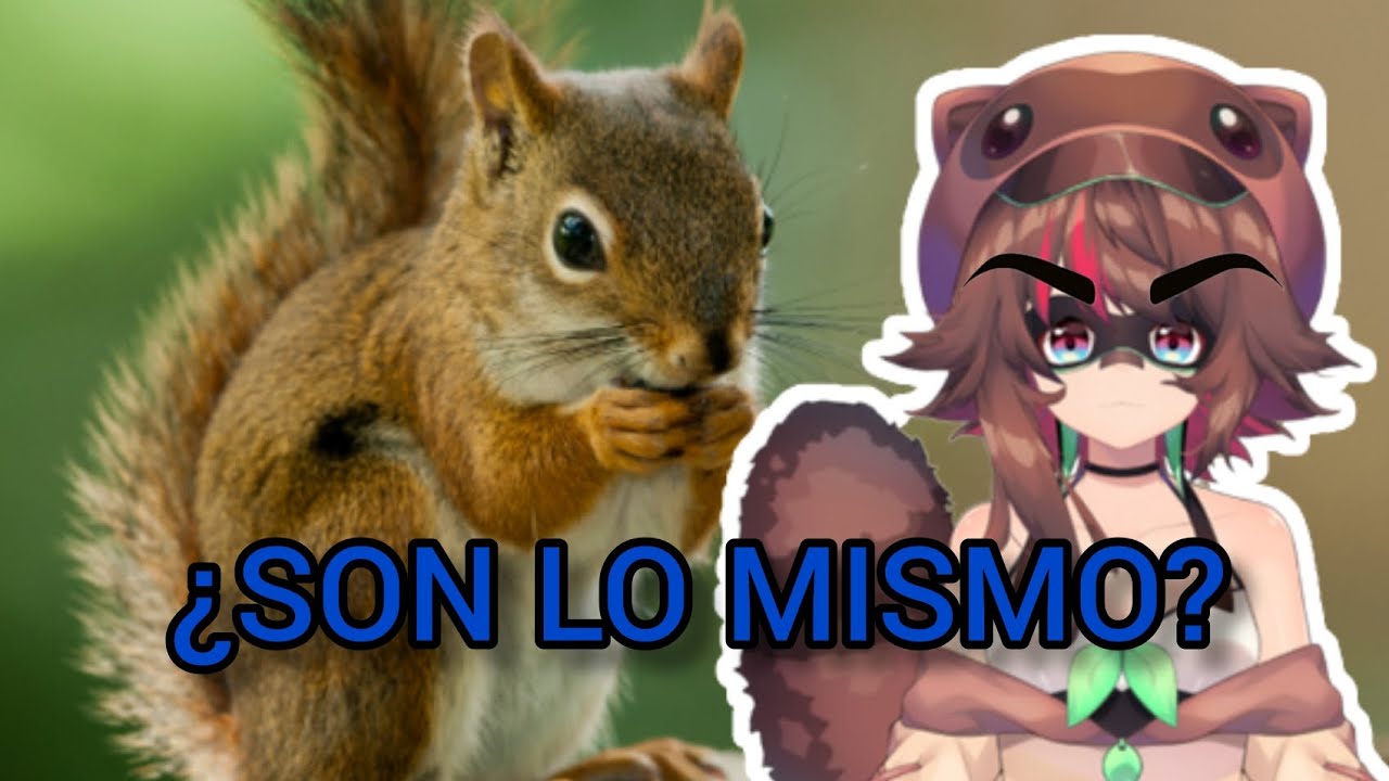 Rakkun es una ardilla - YouTube