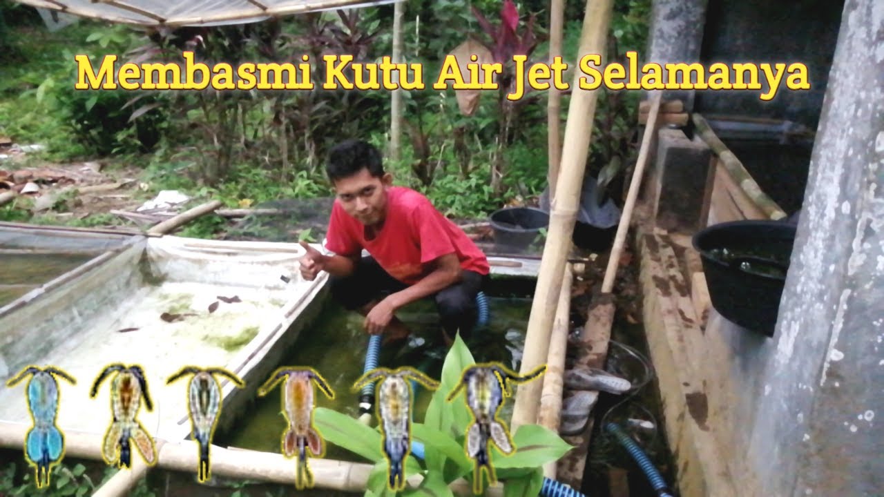 Paling Ampuh..! Cara Mengatasi Kutu Air Jet Agar Tidak Kembali - YouTube