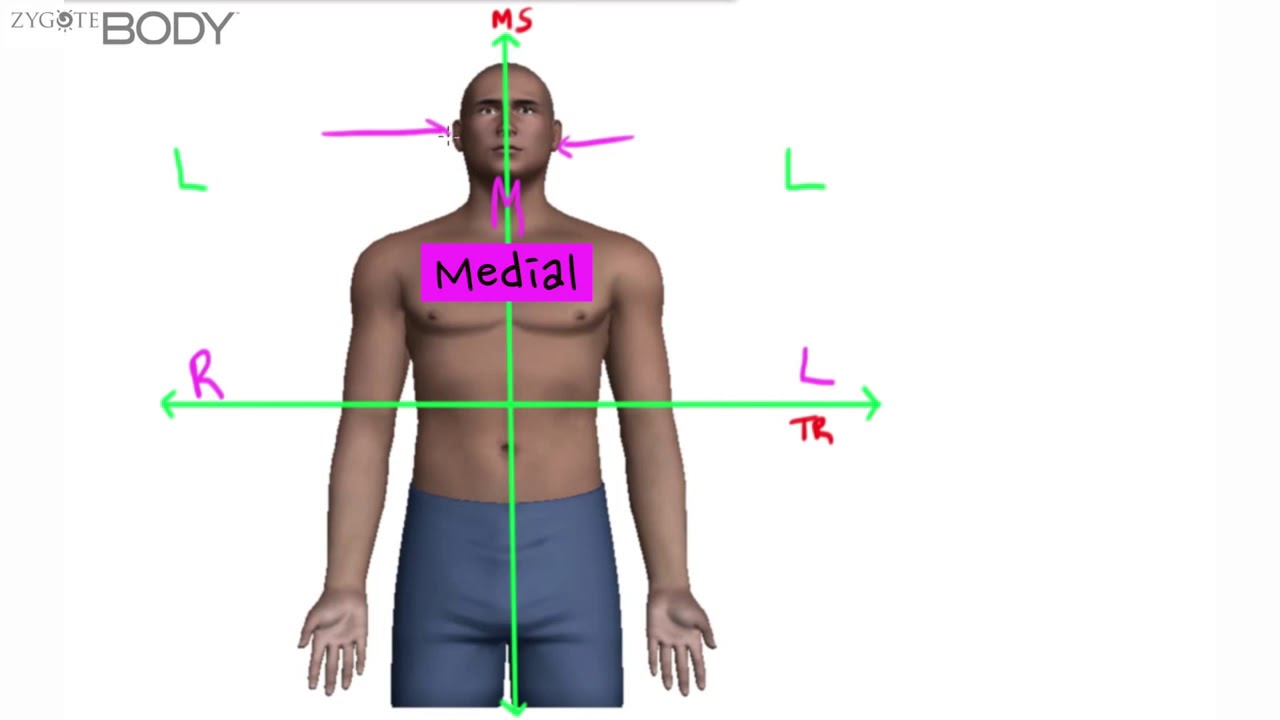 Anatomical Planes, Axes & Directions - YouTube