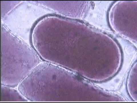 La turgescence - YouTube